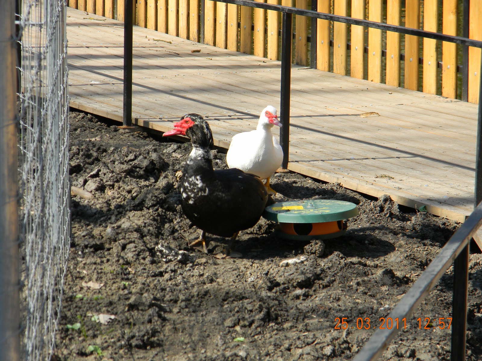 Trip-ideas: Gradina Zoologica din Timisoara