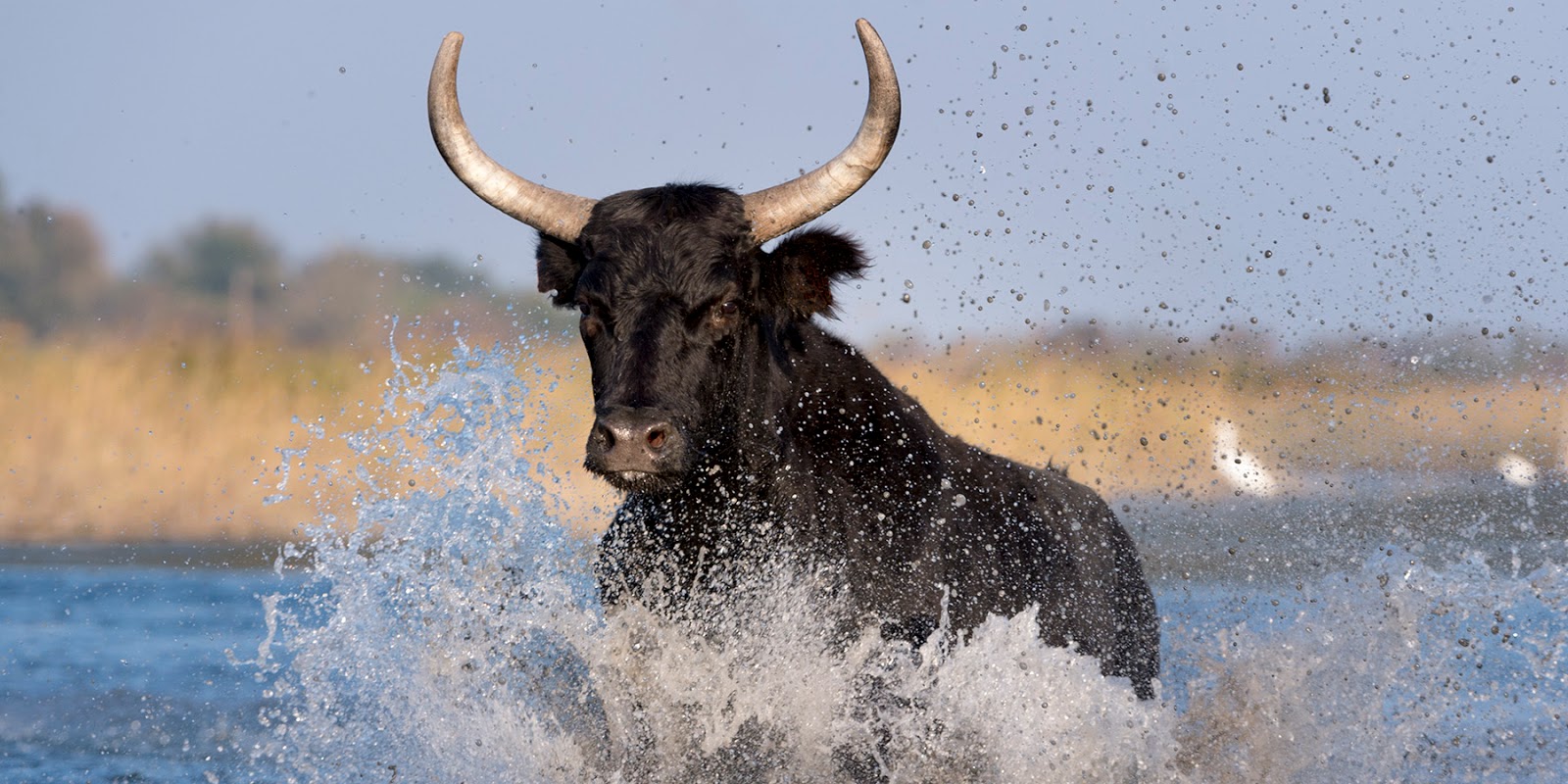 Old European culture: Bull of Crom Dubh