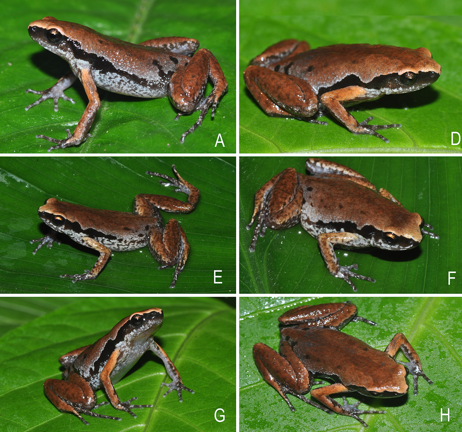 Species New to Science: [Herpetology • 2019] Micryletta aishani • A New ...
