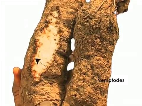 HOW TO PROPAGATE YAM THROUGH MINISETTS – MyAgricWorld