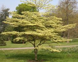 Listavci: Rumeni dren - CORNUS MAS L.