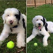 F1 vs F1b sheepadoodle Temperament, Size, Lifespan, Adoption