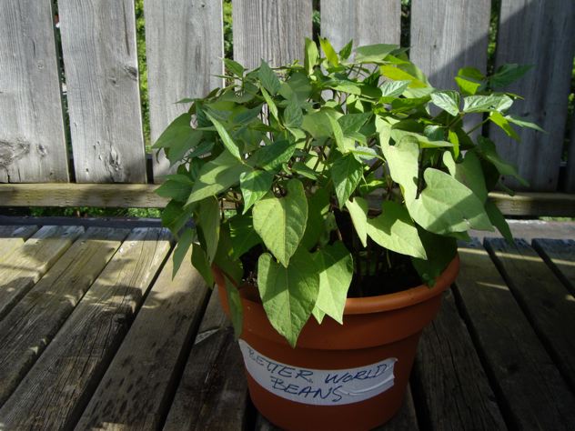 The Great Plant Food Challenge: chemical MiracleGro versus organic ...