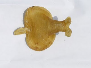 Some Dried Fish Maw Pictures - Alfa Enterprises (PVT) Ltd. Welcome to ...