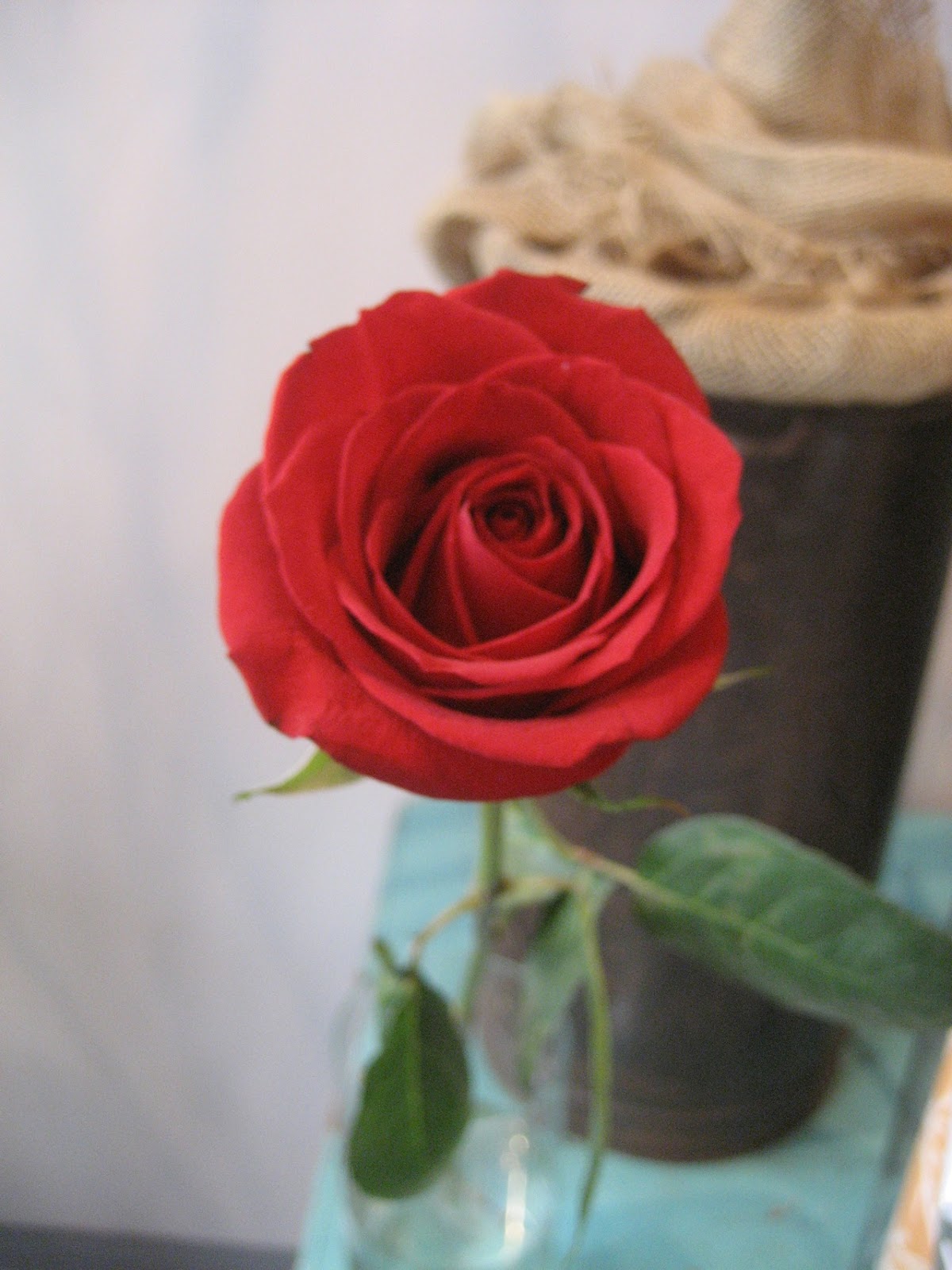 Sammy’s Flowers: A Different Shade of Red (roses)