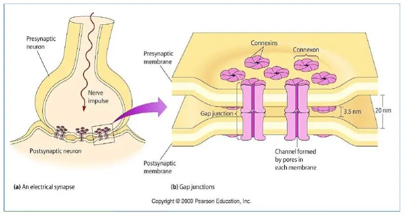 PROCESO DE SINAPSIS Y NEUROTRANSMISORES.