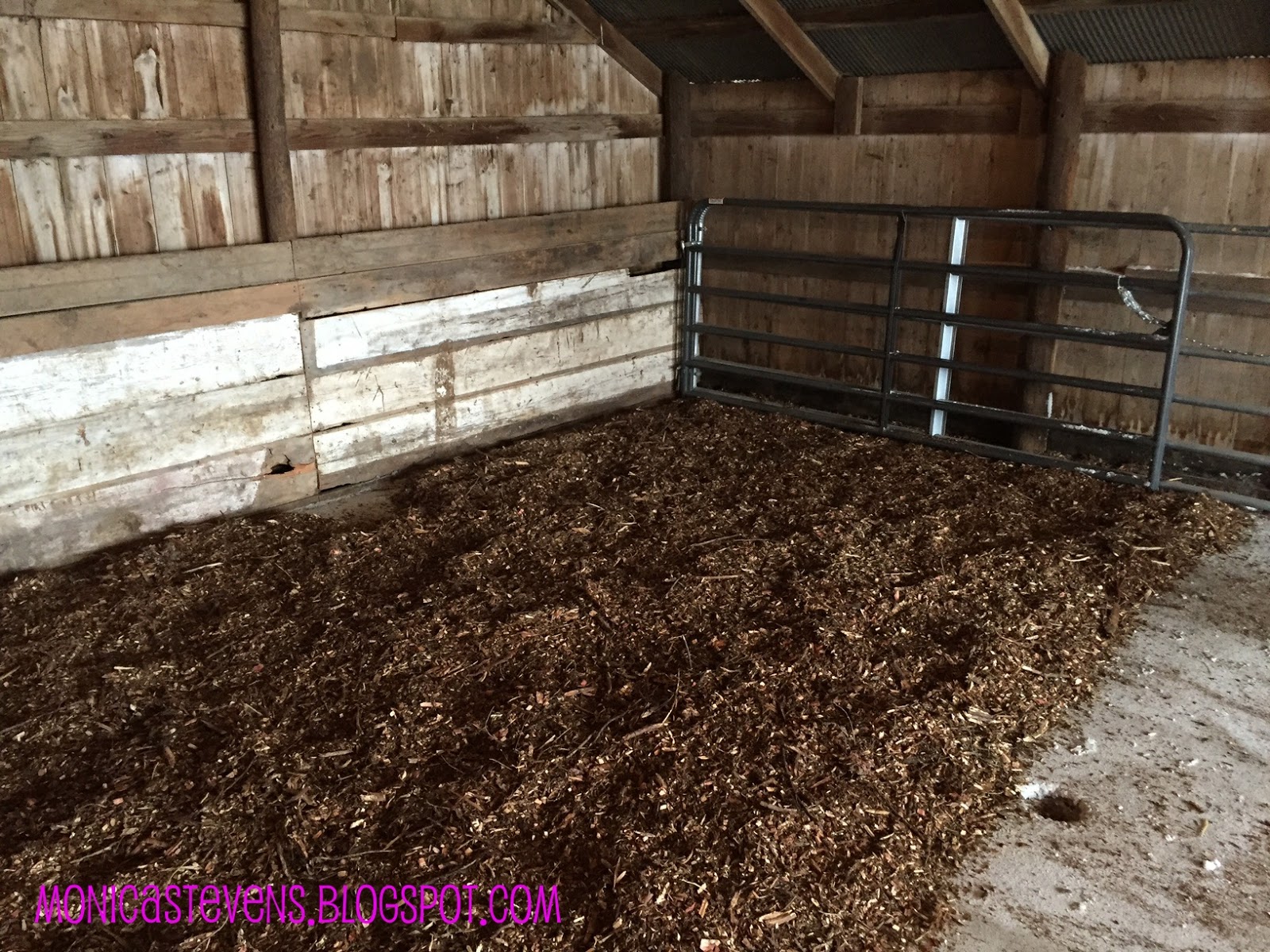 the life of a cow chick: renovated calving area