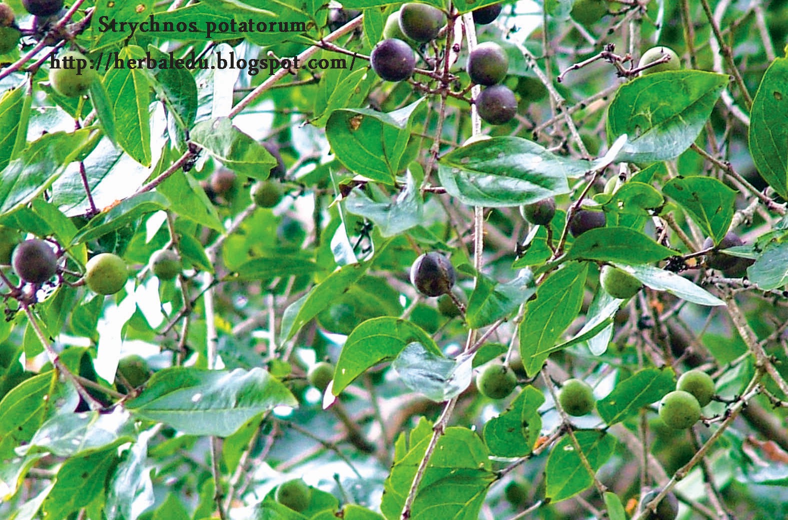 Herbal Plants of Asia : Strychnos potatorum - Ingini - ඉගිනි