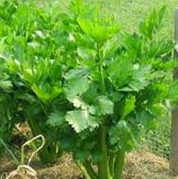 MANFAAT DAUN SELEDRI UNTUK KESEHATAN - TIPS MANFAAT HERBAL DAN TIPS ...