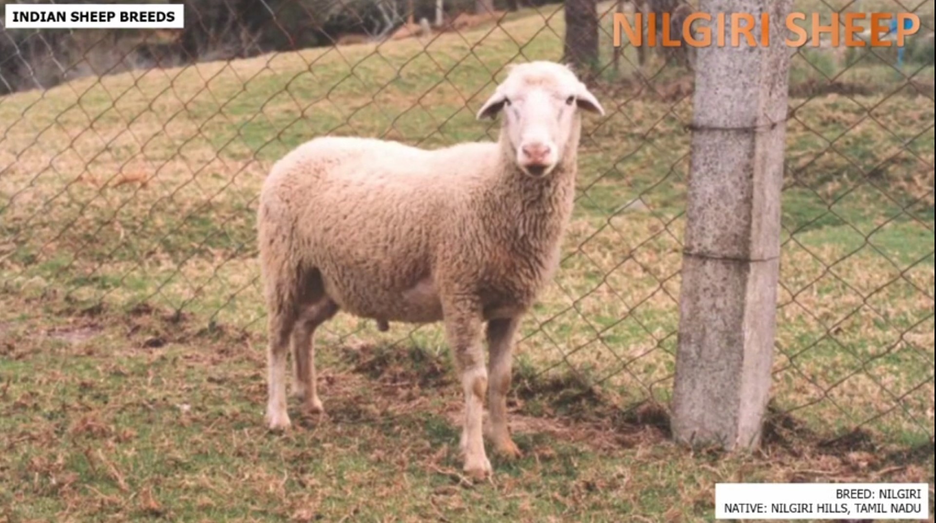 Most Popular Sheep Breeds of India