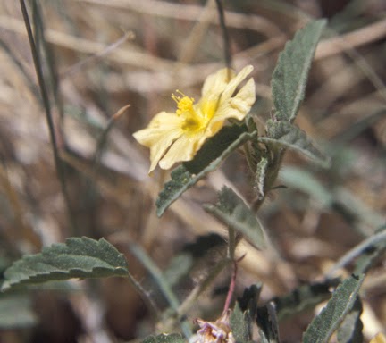 Flora de Puerto Rico Ilustrada Papo Vives: MALVACEAE SIDA ABUTIFOLIA ...
