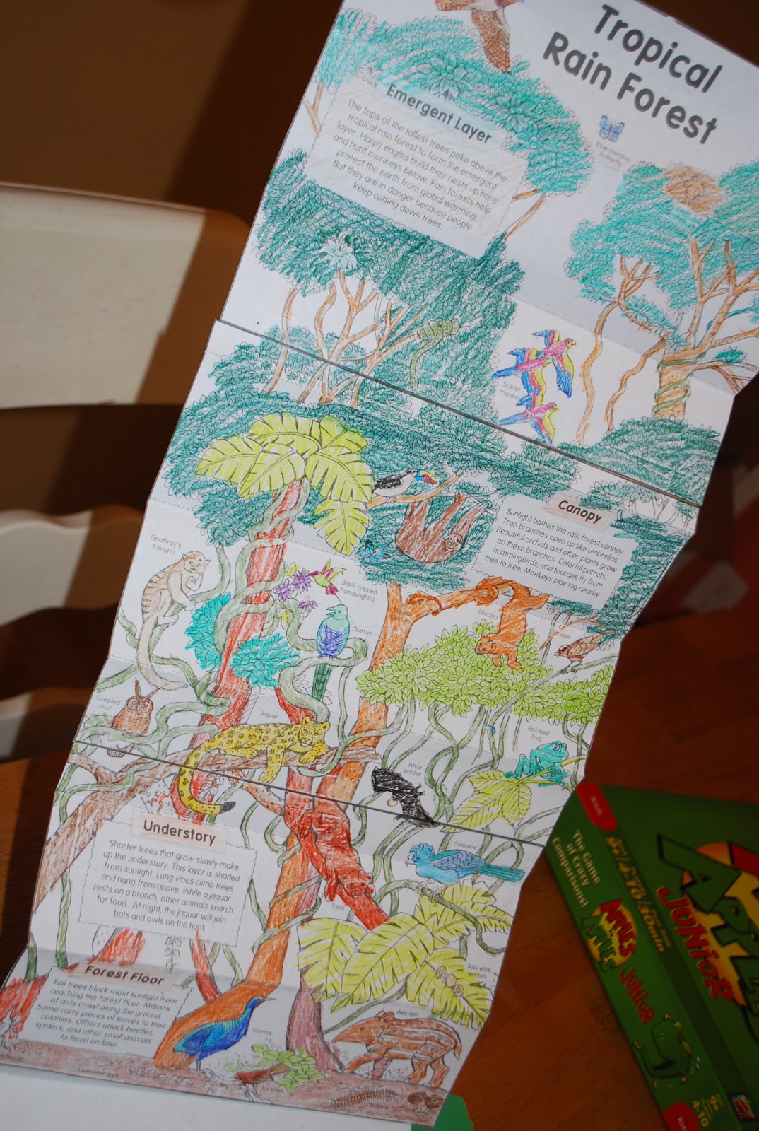 Our Creative Day: Rain Forest Lapbook - 2nd Grade