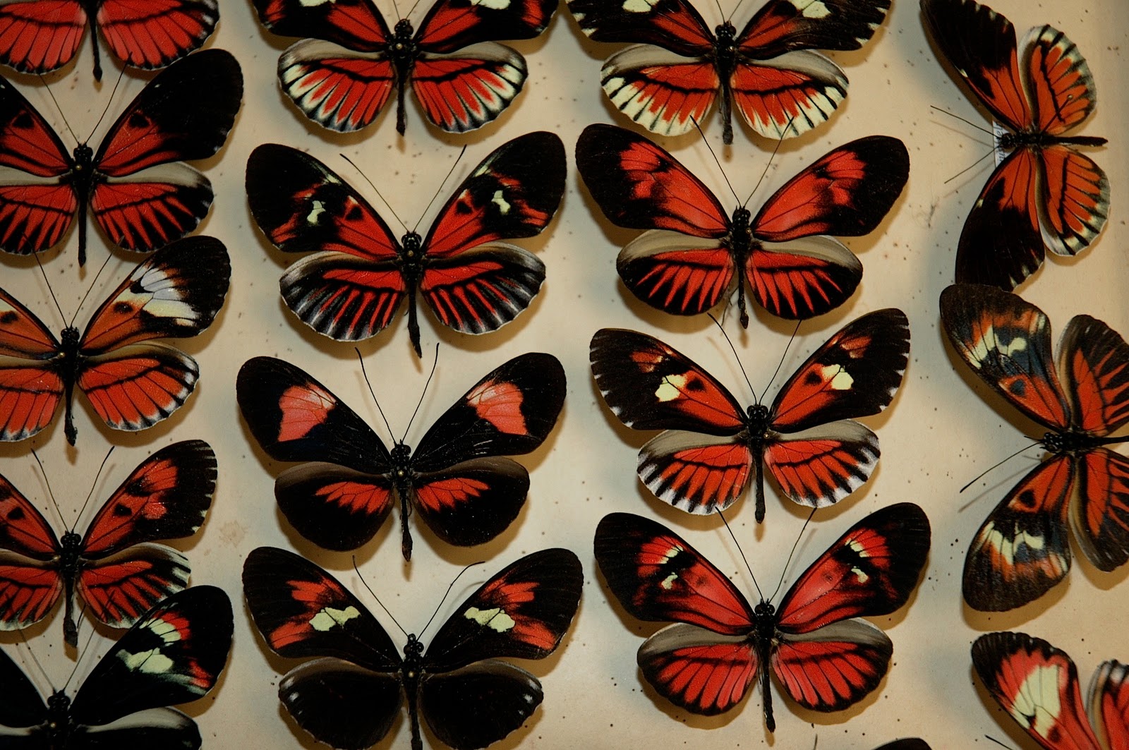 Field Biology in Southeastern Ohio: The Ohio Lepidopterists