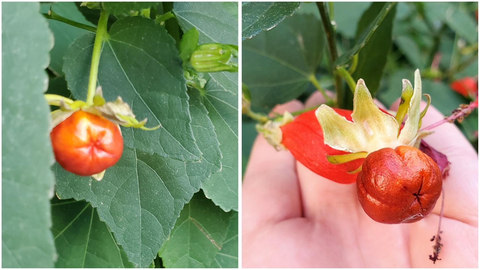 The Foraged Foodie: Foraging: identifying and eating turks cap flowers ...
