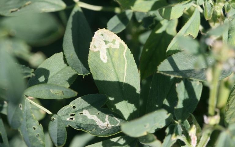 TYPES OF INSECTS : Alfalfa Blotch Leafminer