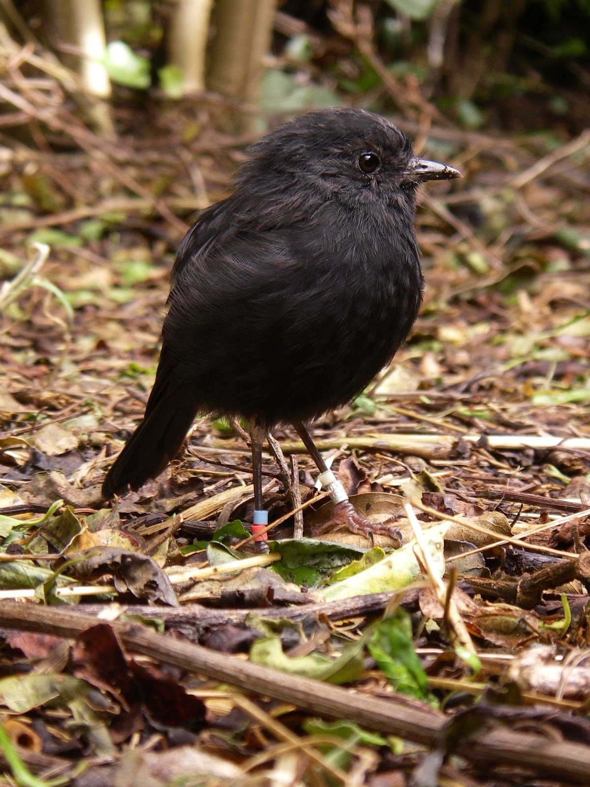 New Zealand Bird Banding & Banders: Chatham Island - Black Robins