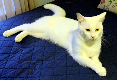 fromtheeditr: A Cat for You: Pooka Up for Adoption