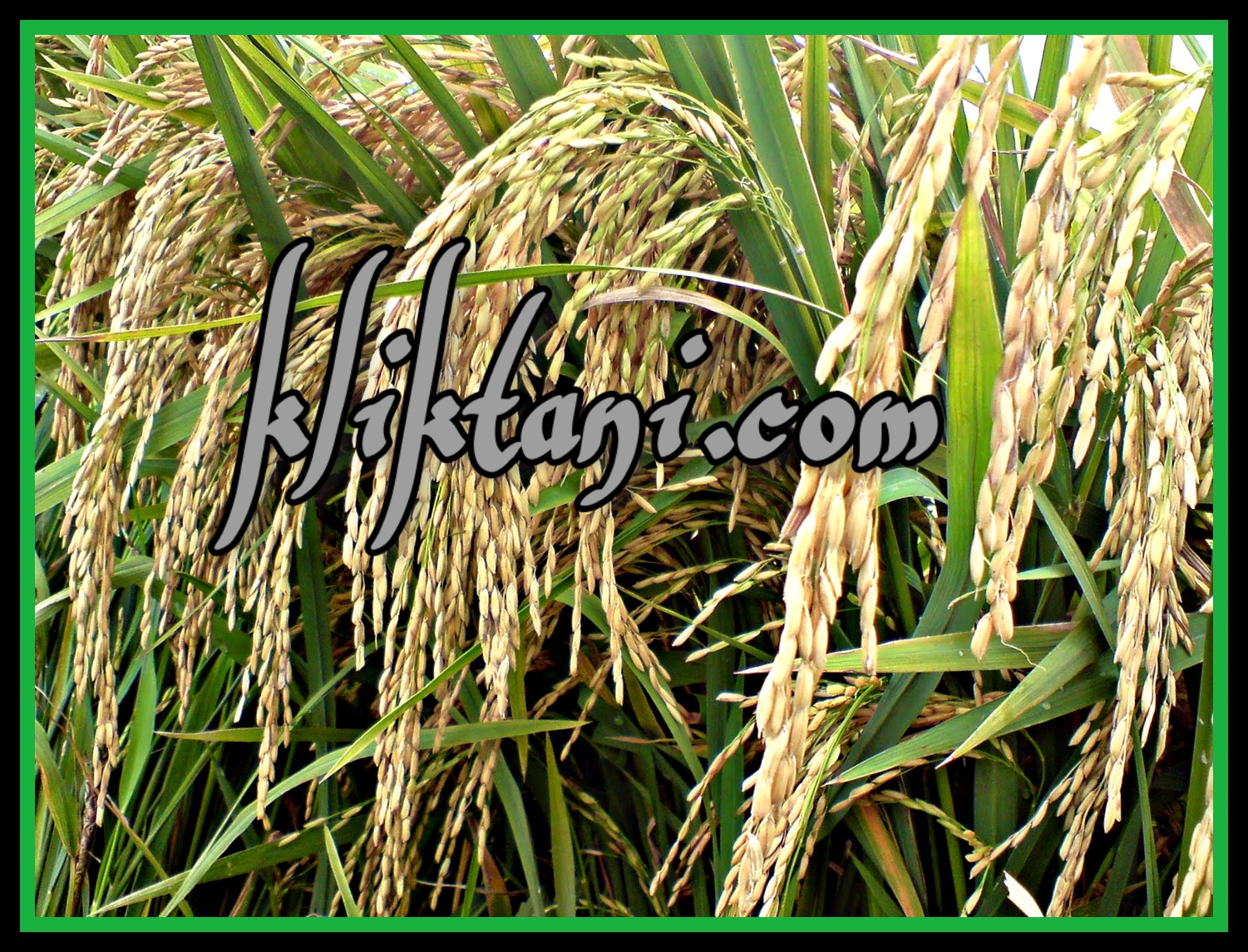 Varietas Padi IR 64, Varietas Padi Standar Nasional - kliktani.com