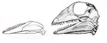 Blog de la Vida Prehistórica: Araeoscelis