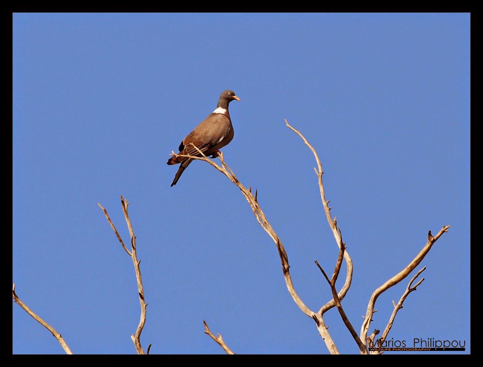Bird: Columba palumbus (Common Wood-Pigeon - Φάσσα) ~ Birds of Cyprus