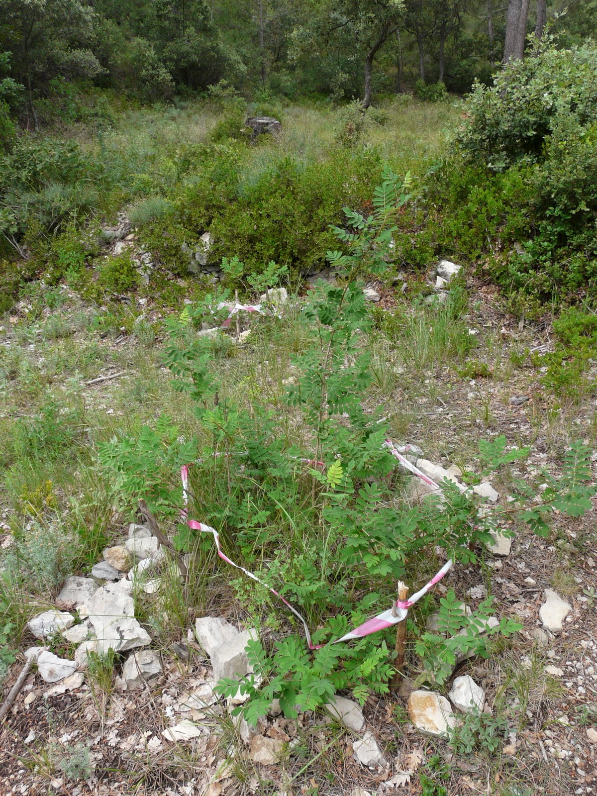 Une forêt en Provence: Jardiner en forêt