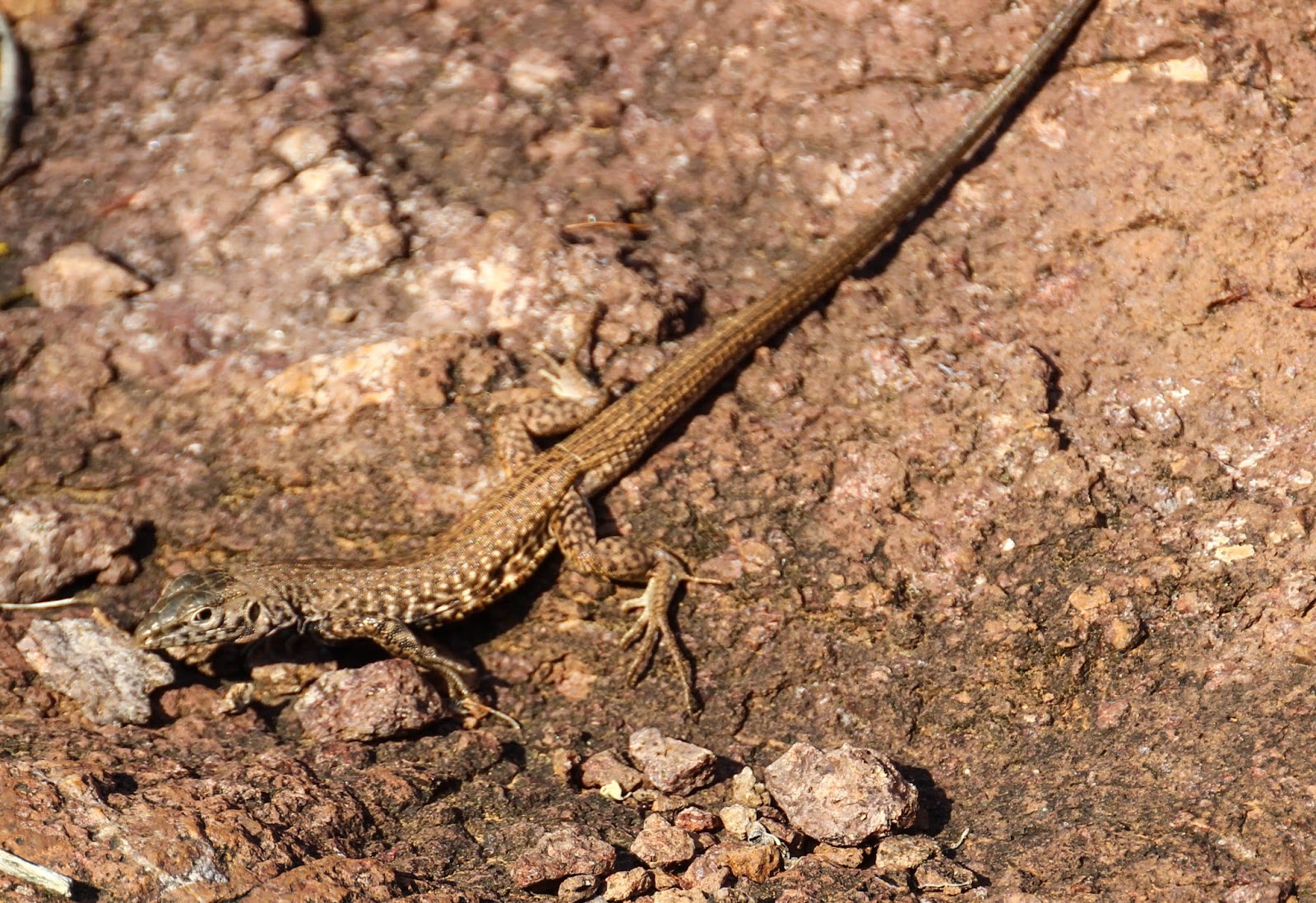 Cannundrums: Arizona Desert Whiptail
