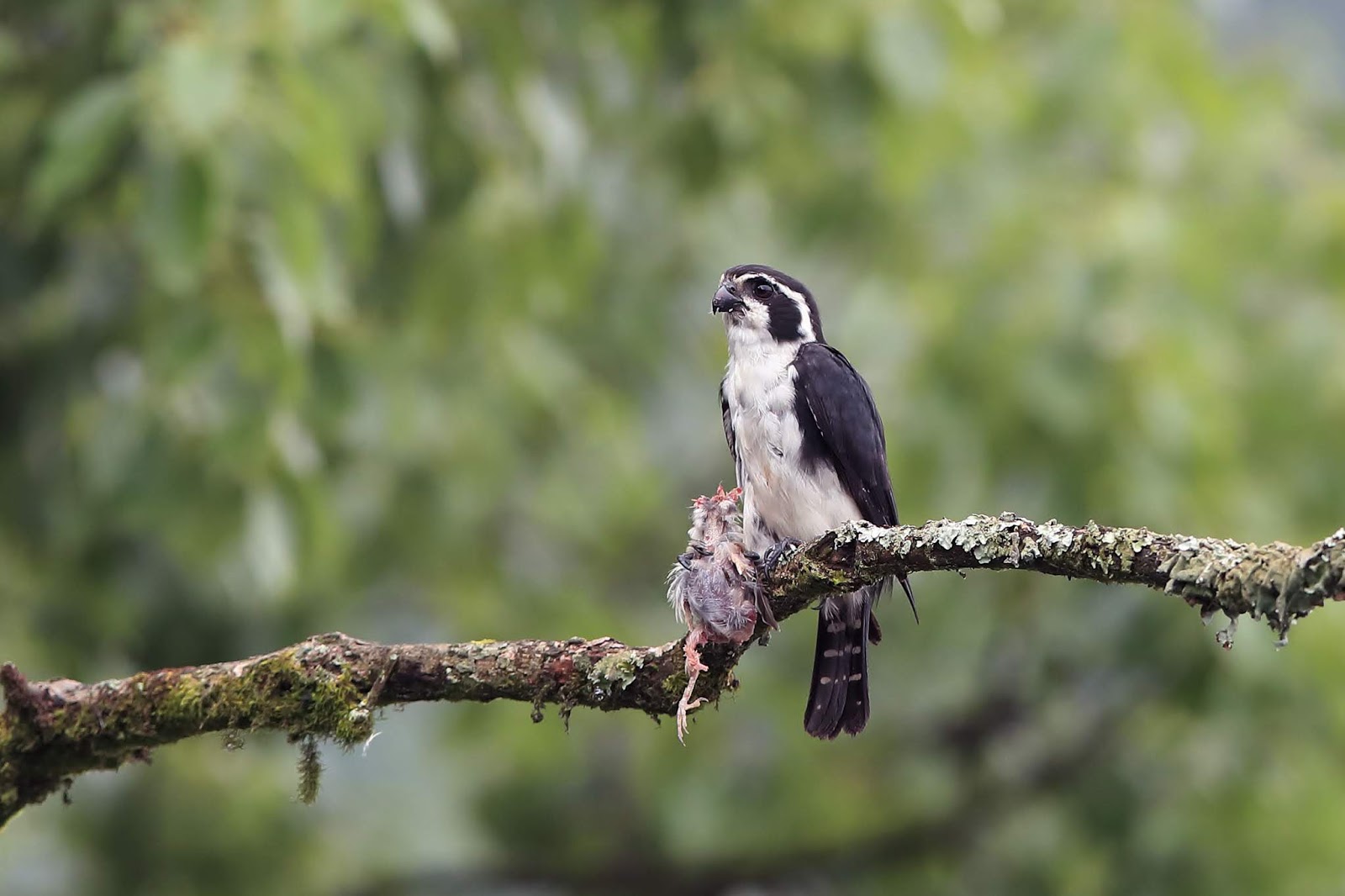 Not just birds: 6月 2019