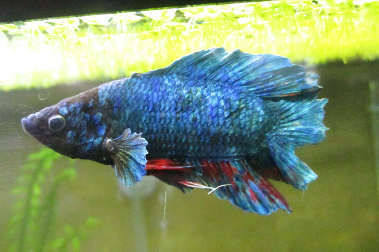 Green Jean: fish concerns