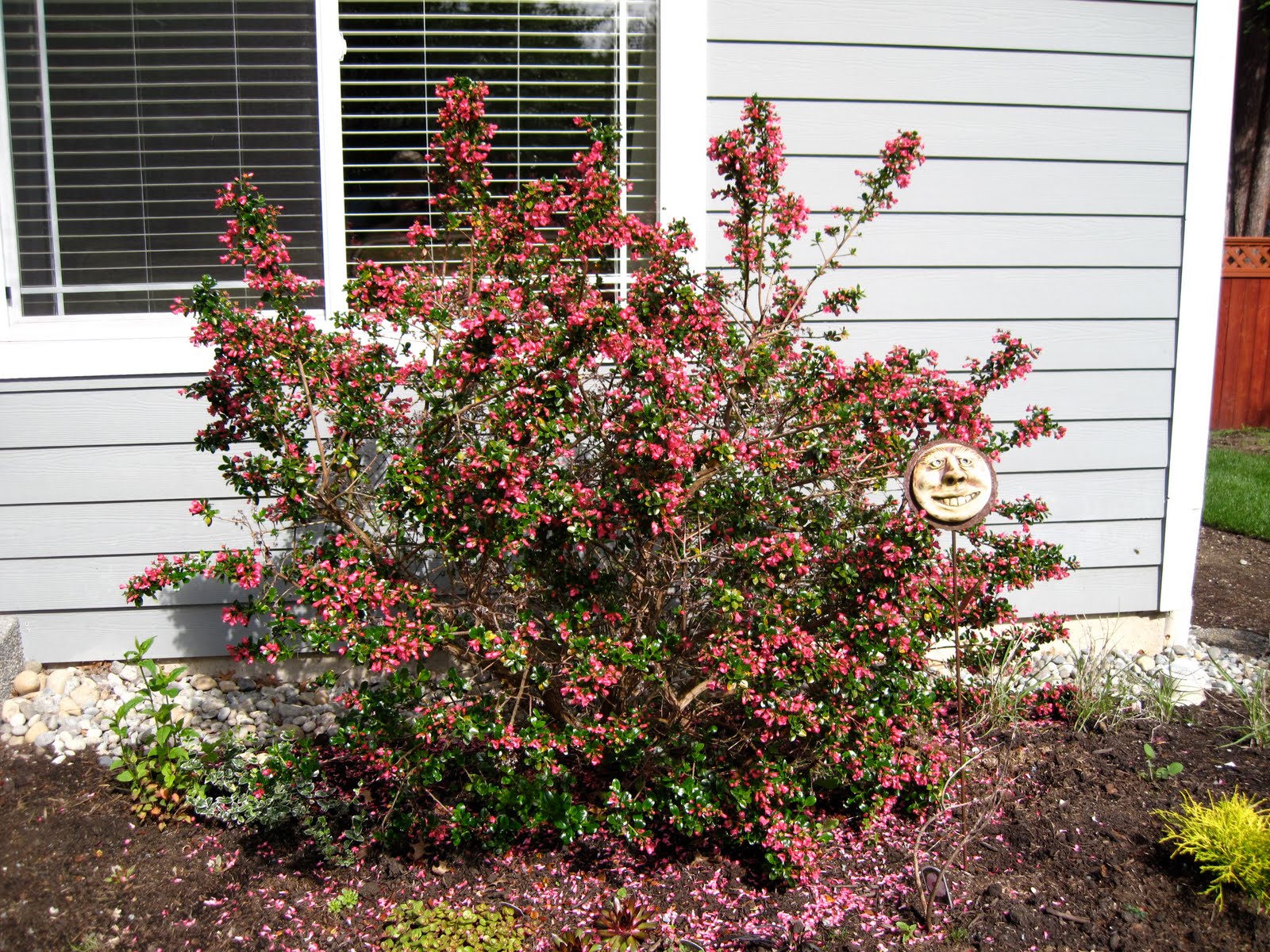 Bonney Lassie: Pruning Escallonia, Seed Potatoes -- And A New Plant!