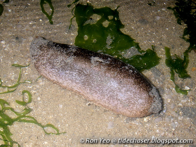 tHE tiDE cHAsER: Sea Cucumbers (Phylum Echinodermata: Class ...