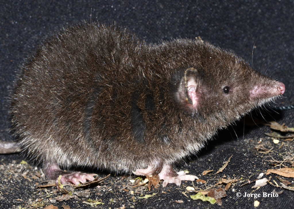 Organismos: Reino Animalia