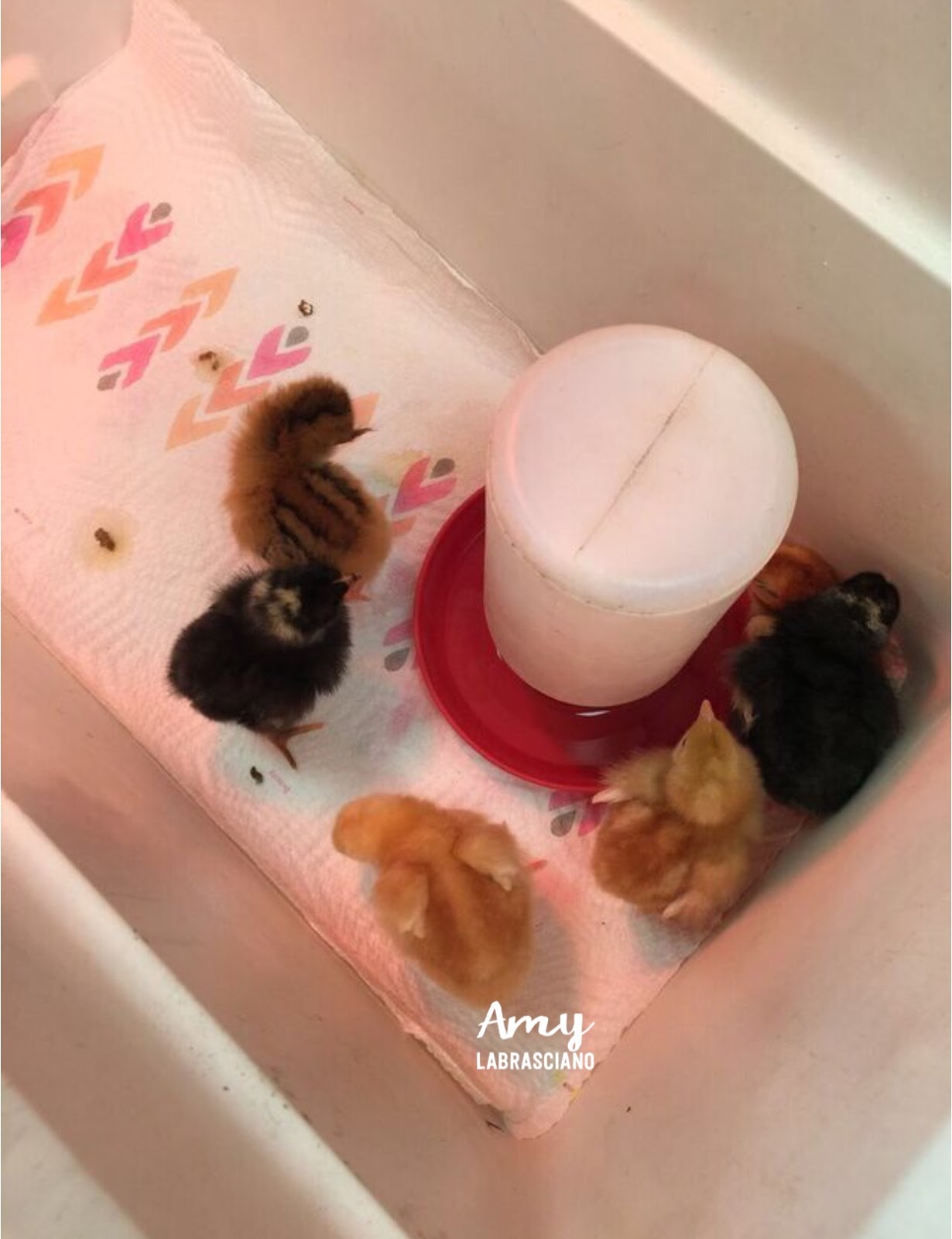 Learning Lessons With Amy Labrasciano: Hatching Chickens in a Classroom
