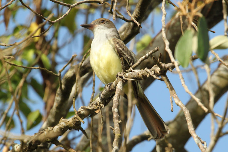 Nuestro bello mundo...: Las aves de la posada Los cocos en Morrocoy
