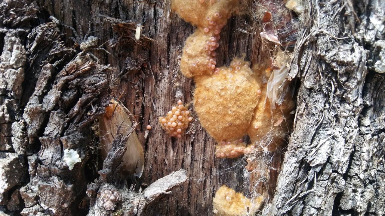 La Natura a la Baixa Tordera: Sobre la Cuca peluda del suro (Lymantria ...