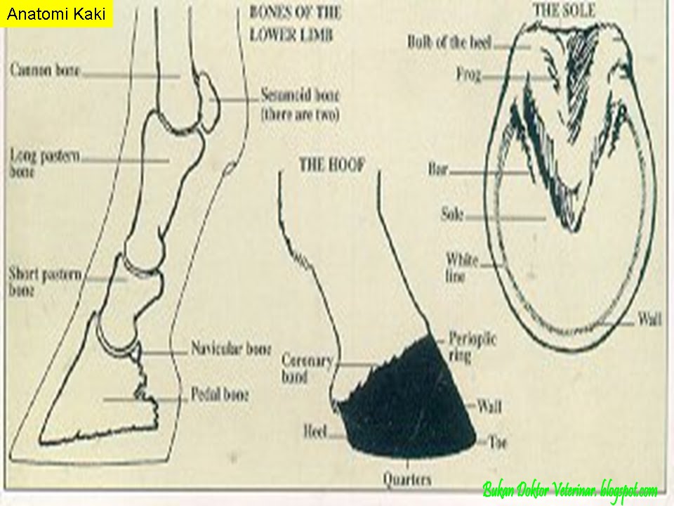 bukan doktor veterinar: Pemasangan Ladam Kuda