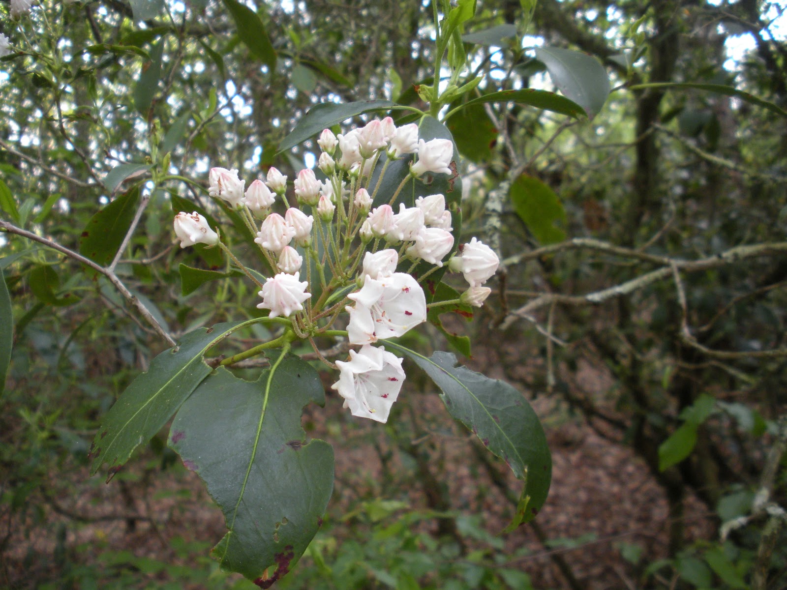 A Southern Affair at Home: Mountain Laurel in Brasstown North Carolina ...