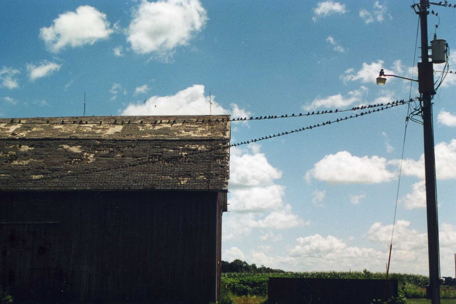 Genuine Faux Farm: Genuine Fun Facts