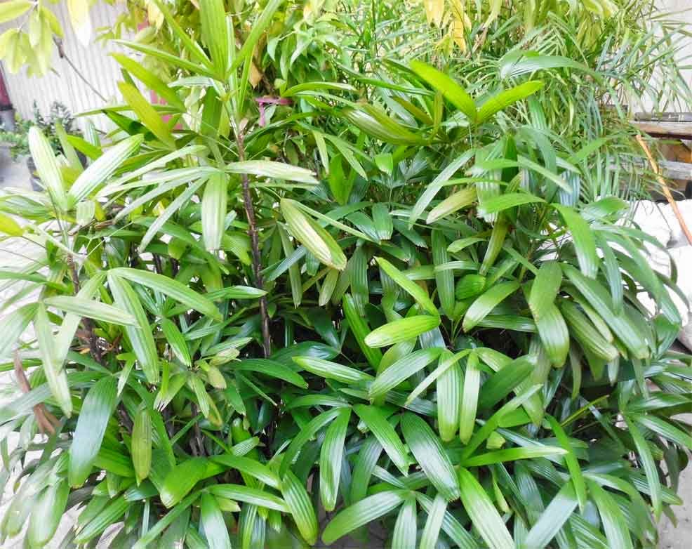 Palem Bambu (Chamaedorea seifrizii)