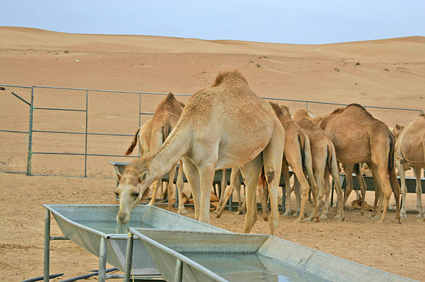 Ayo Beternak Unta!!! - BERITA PERTANIAN