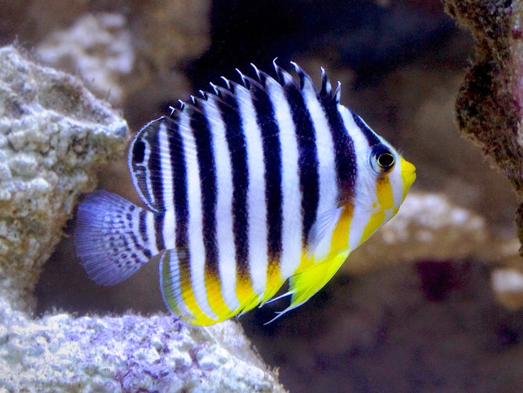 Angelfish - Ikan Angel