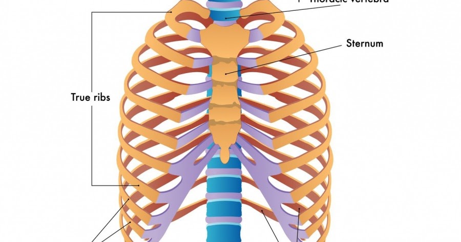 Rib - Medically