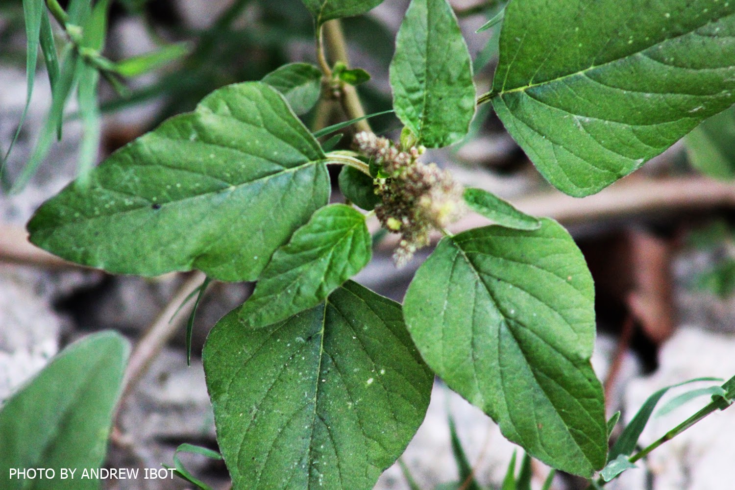 Ako si ANDREW IBOT!: Kulitis (Amaranthus spinosus L)