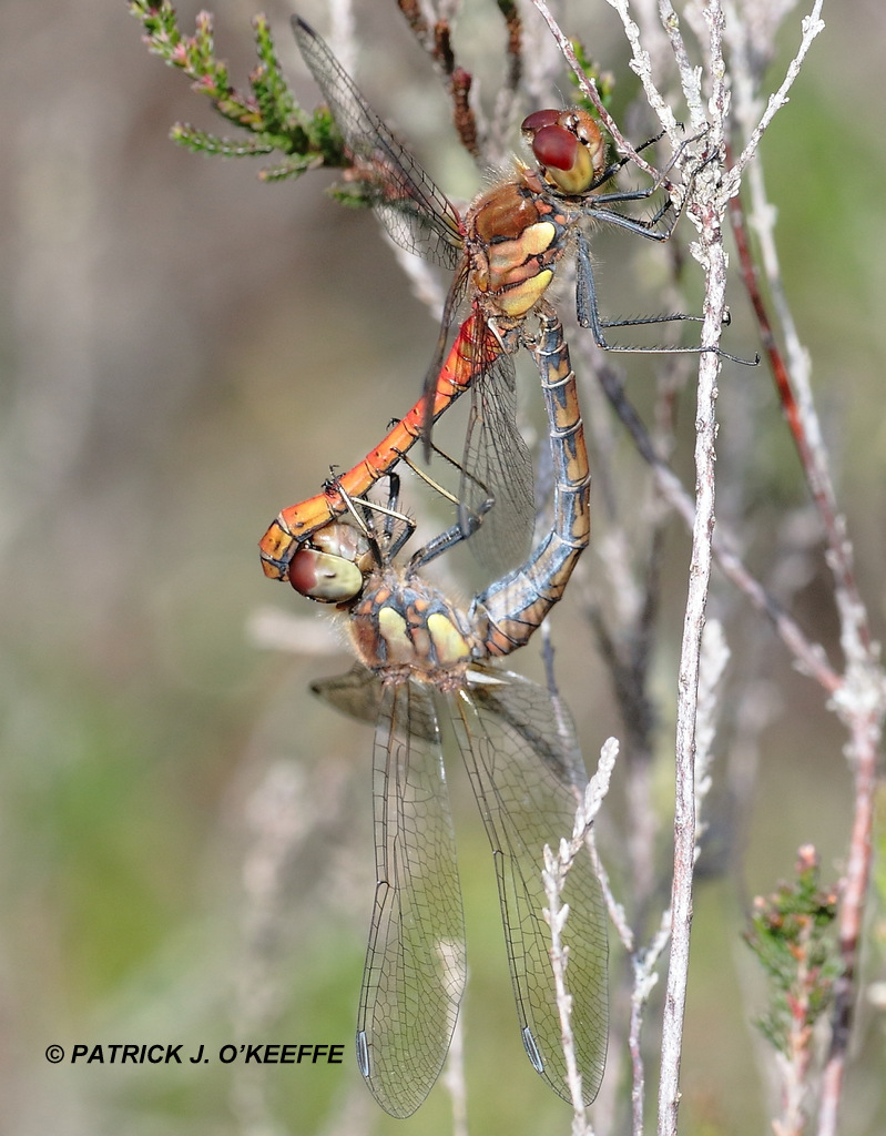 Raw Birds: COMMON DARTER DRAGONFLY (Sympetrum striolatum) pair ...
