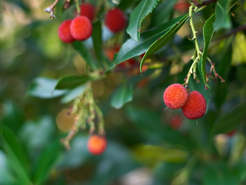 Arbutus Flower - Natural Beauty