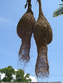 Cinta Pada Yang Satu: MARI KENALI BURUNG TEMPUA...