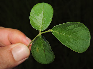 Fabaceae - Leguminosae no Brasil: Fabaceae - Desmodium incanum (Sw.) DC ...
