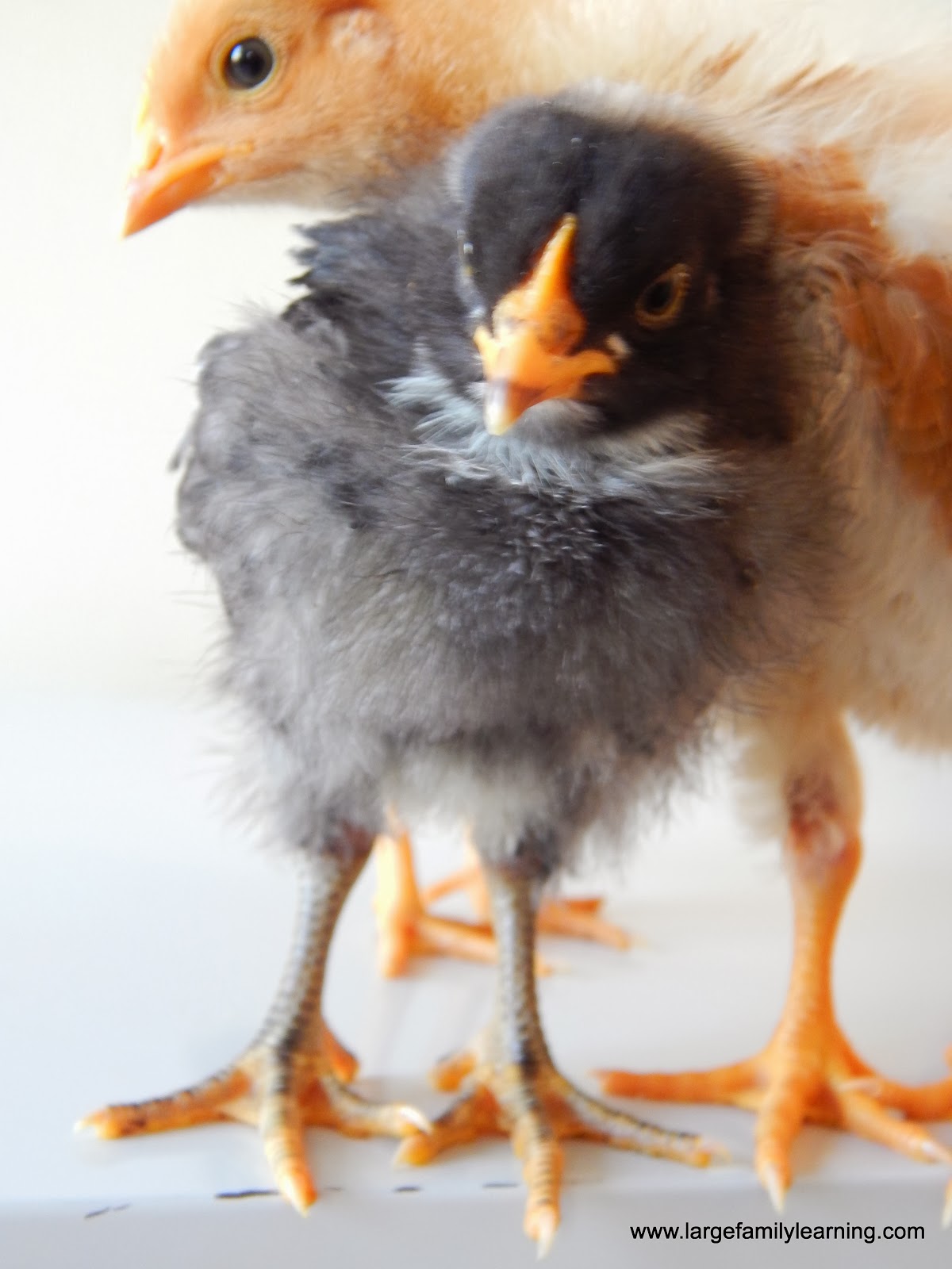 Large Family Learning : Raising Baby Chicks: 2 Weeks Old (Part 1)
