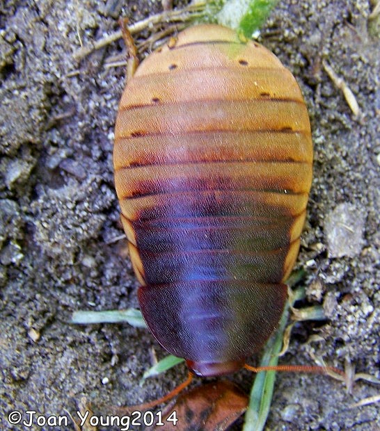 South African Photographs: Large Cockroach - Blattodea