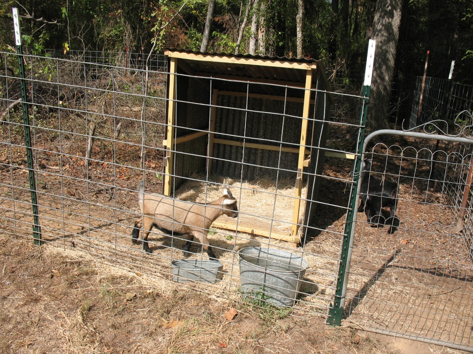 Sensible Survival: Build a Portable Goat Shed