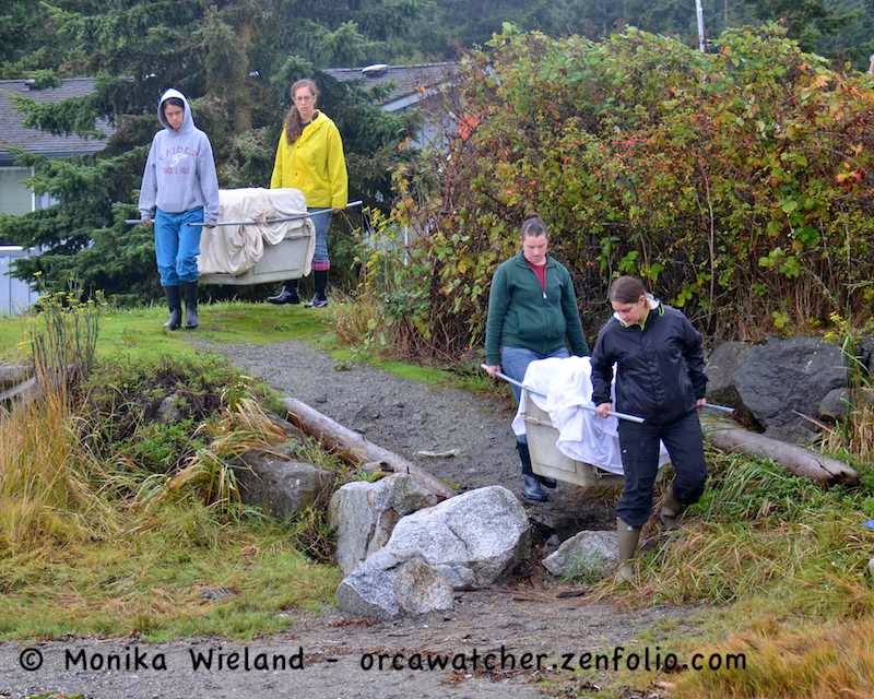 Orca Watcher: Wolf Hollow Harbor Seal Release